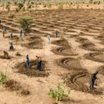 Africa's Great Green Wall Needs Local Solutions to Combat ...