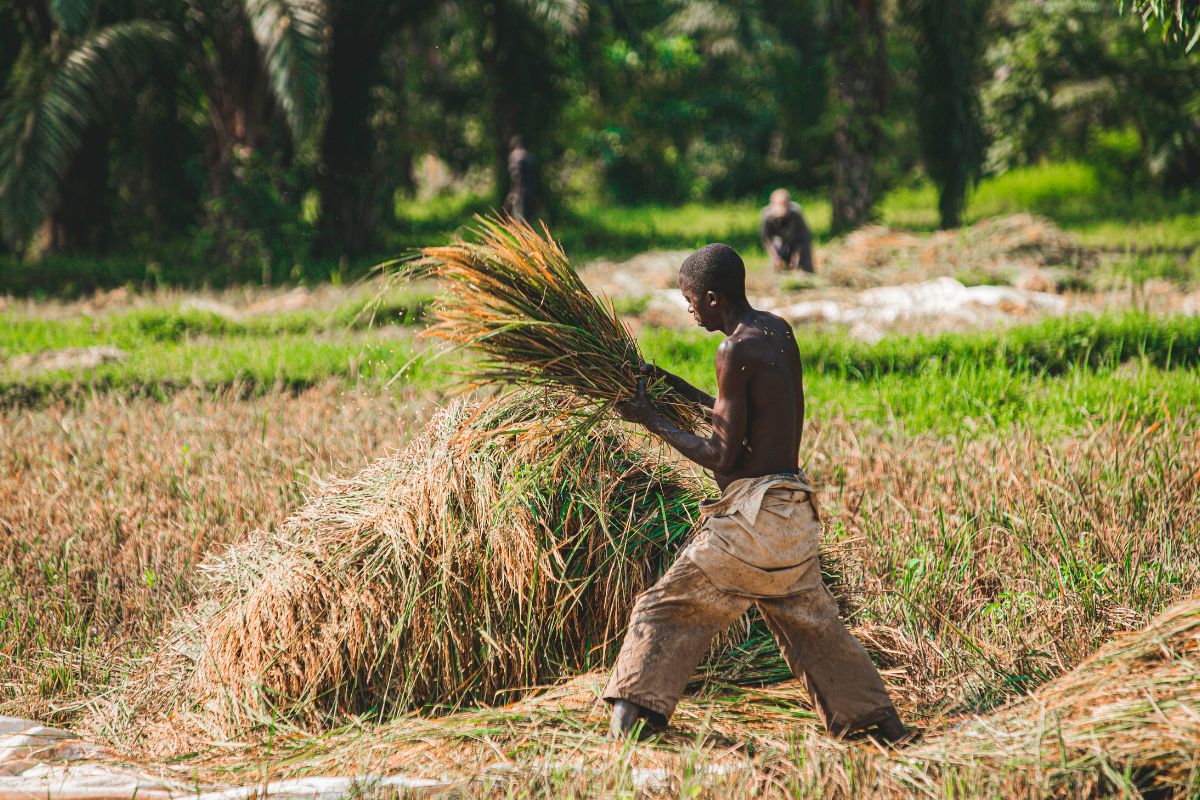 Rice Fields Wither as Climate Change Hits Farmers in Nigeria, Kashmir ...
